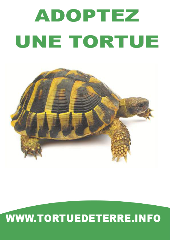 Commander par correspondance - Tortue de terre info