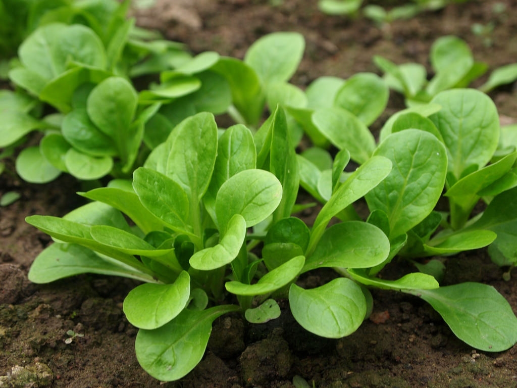 La mâche - Tortue de terre info