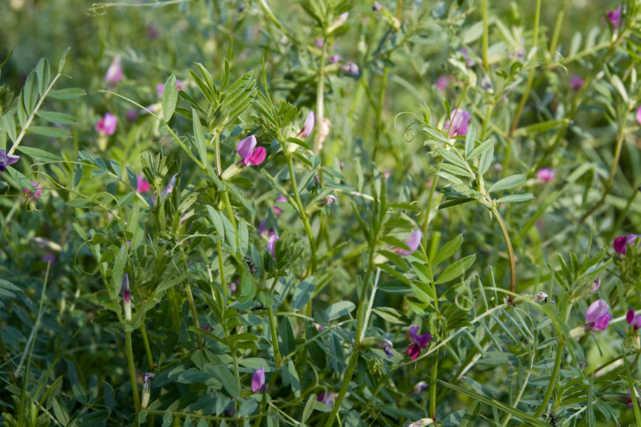La vesce - Tortue de terre info