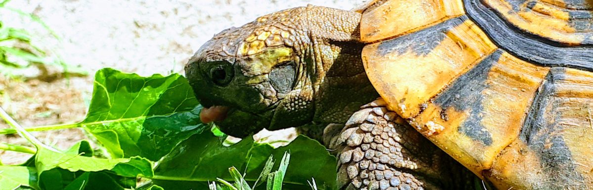 Nourriture - Alimentation de la tortue de terre - Conseils